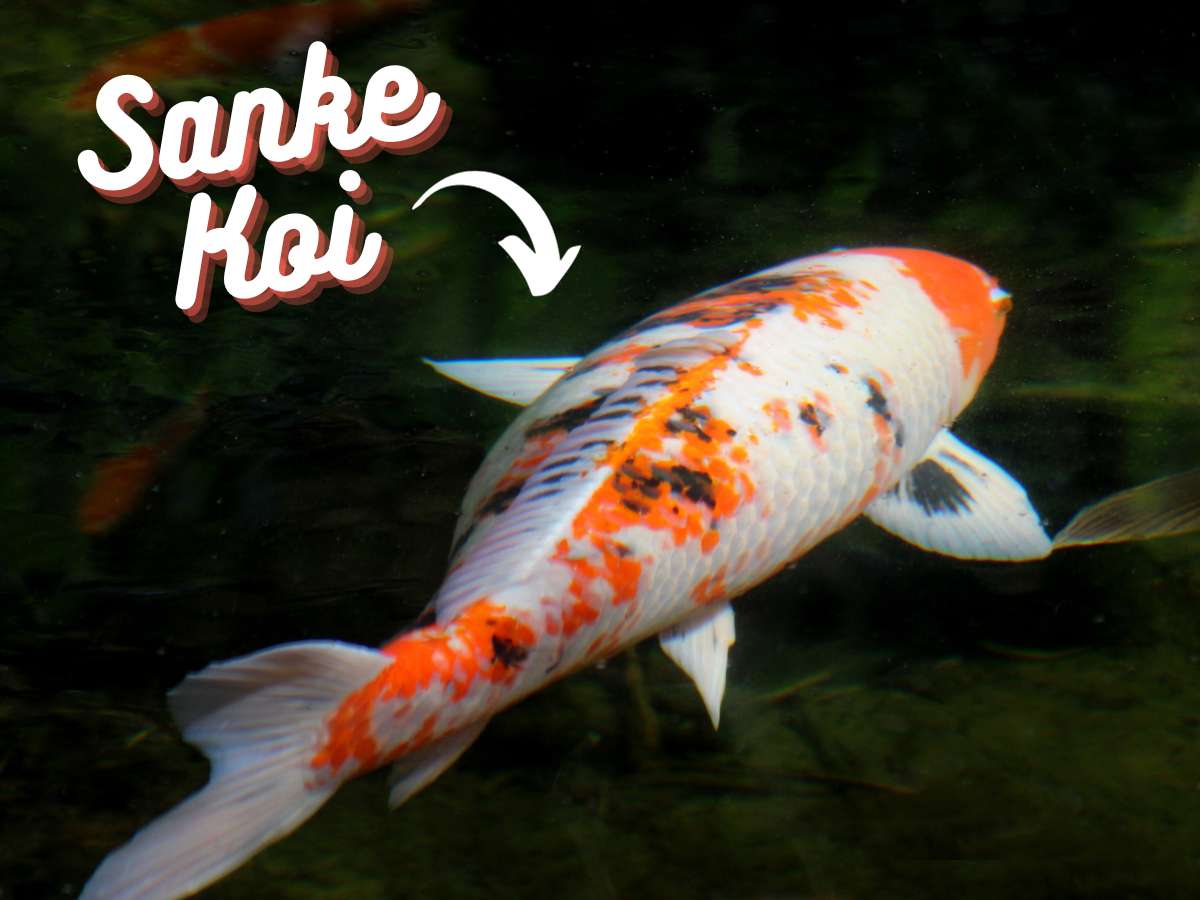 Sanke Koi (Taisho Sanshoku) Guide: Everything You Need to Know for Perfect Care and Breeding ...